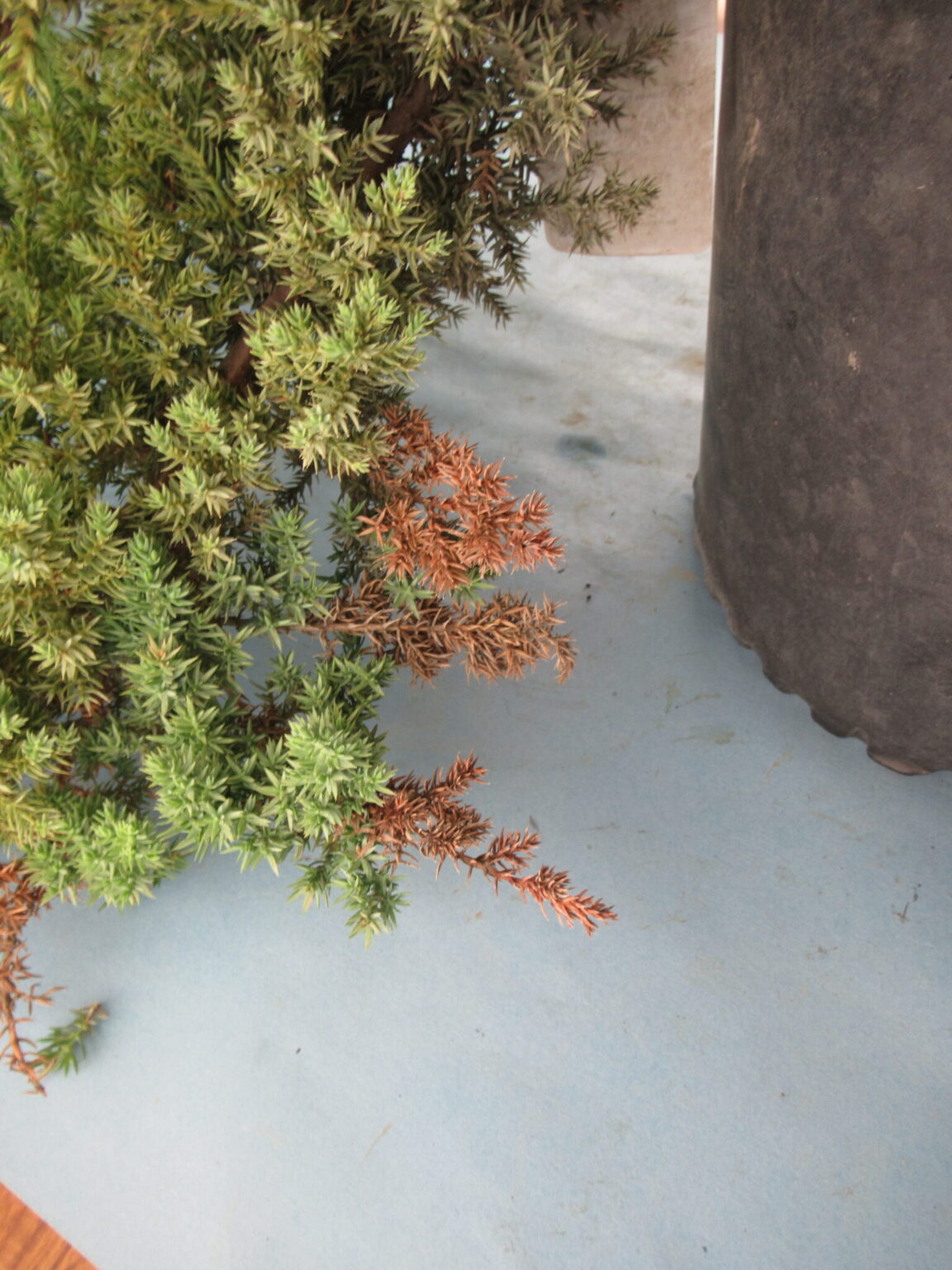Tip blights of Juniper