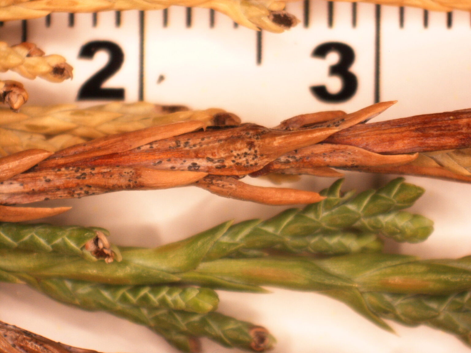 Tip blights of Juniper