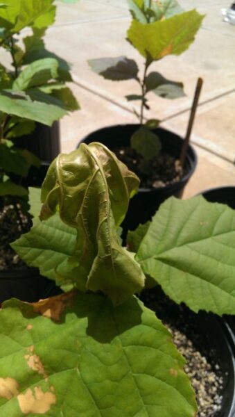 Diagnosing Phytotoxicity on Landscape Plants