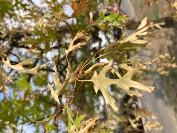 Diagnosing Phytotoxicity on Landscape Plants