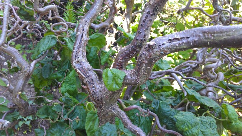 Contorted Filbert: A Gnarly Problem Plant - Purdue Landscape Report