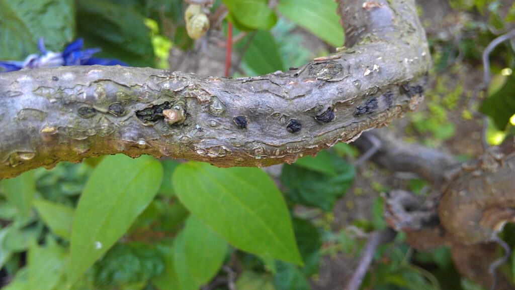 Contorted Filbert: A Gnarly Problem Plant - Purdue Landscape Report