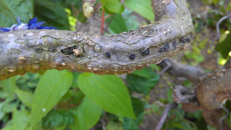 Contorted Filbert: A Gnarly Problem Plant - Purdue Landscape Report