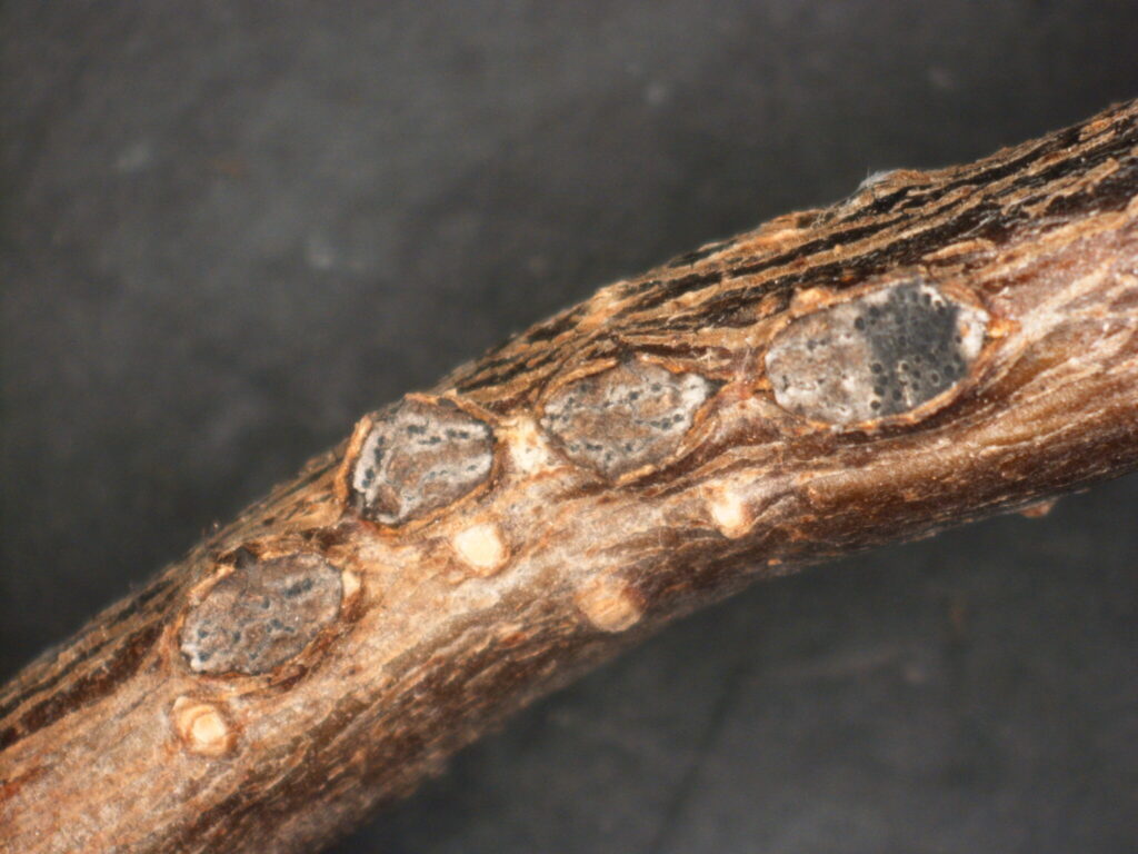 Contorted Filbert: A Gnarly Problem Plant - Purdue Landscape Report