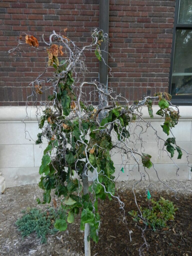 Contorted Filbert: A Gnarly Problem Plant - Purdue Landscape Report