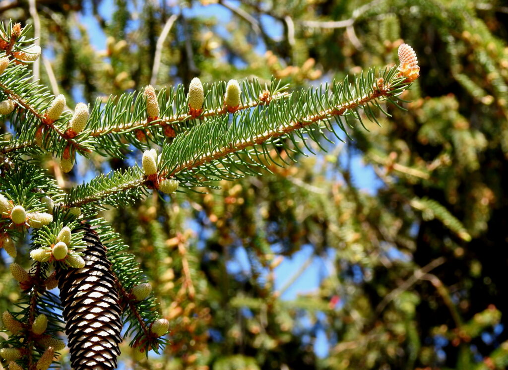 Conifer cone production - Purdue Landscape Report
