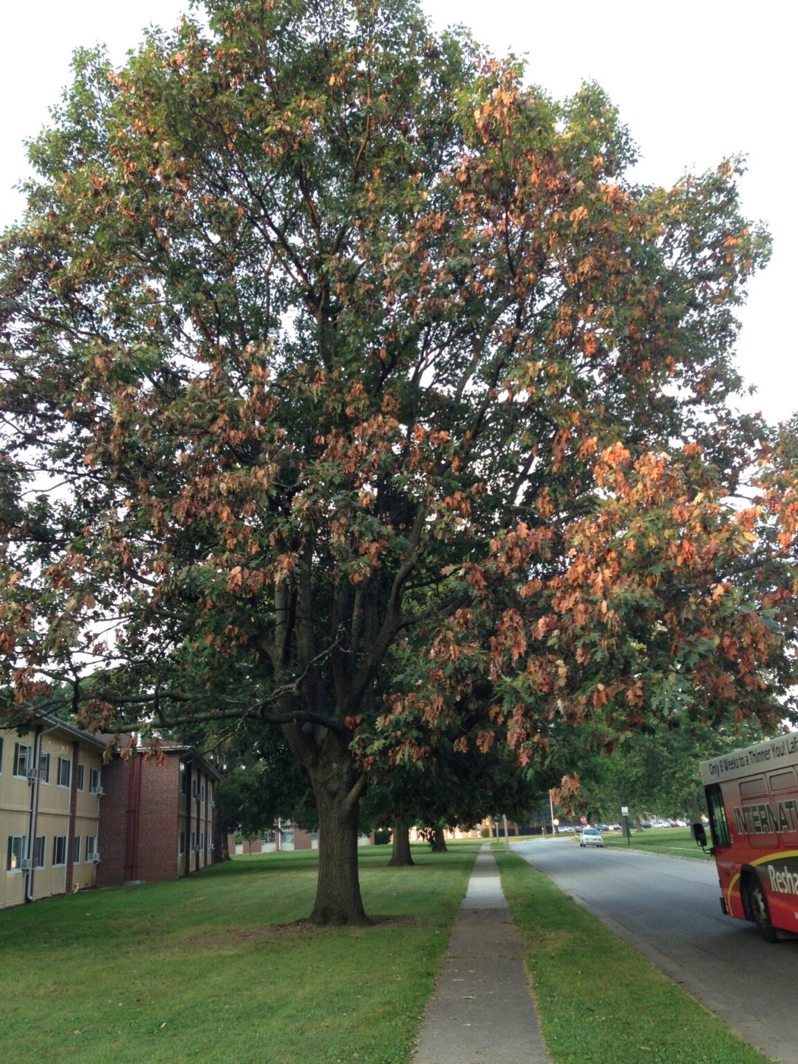 Oak Kermes Scale and Fungal Dieback: A One-Two punch for Northern Red Oak