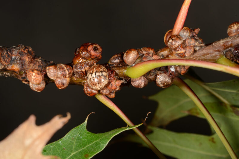 Oak Kermes Scale and Fungal Dieback: A One-Two punch for Northern Red Oak