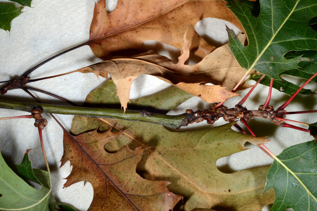 Oak Kermes Scale and Fungal Dieback: A One-Two punch for Northern Red Oak