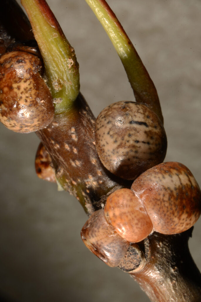 Oak Kermes Scale and Fungal Dieback: A One-Two punch for Northern Red Oak