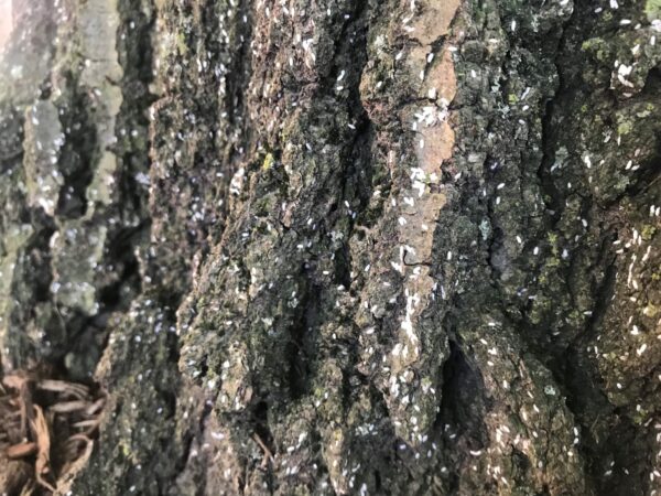 Oak Kermes Scale and Fungal Dieback: A One-Two punch for Northern Red Oak