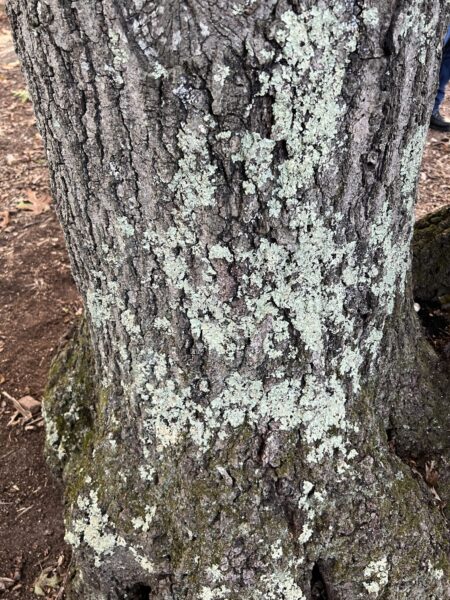 I’m Just Not Lichen It