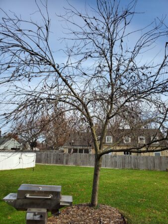 All of the Galls in the Landscape