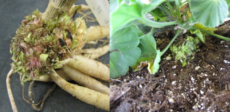 All of the Galls in the Landscape