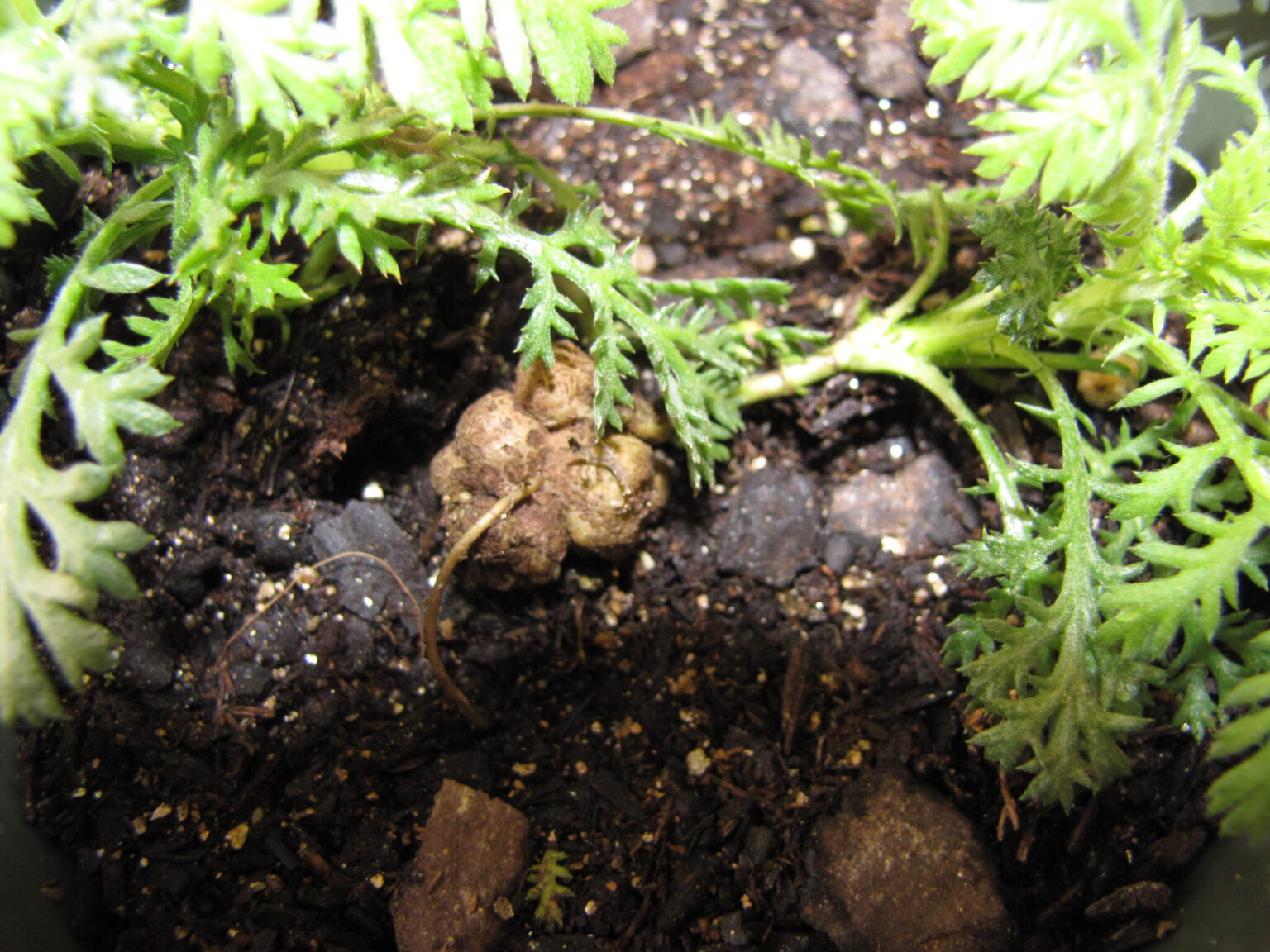 All of the Galls in the Landscape