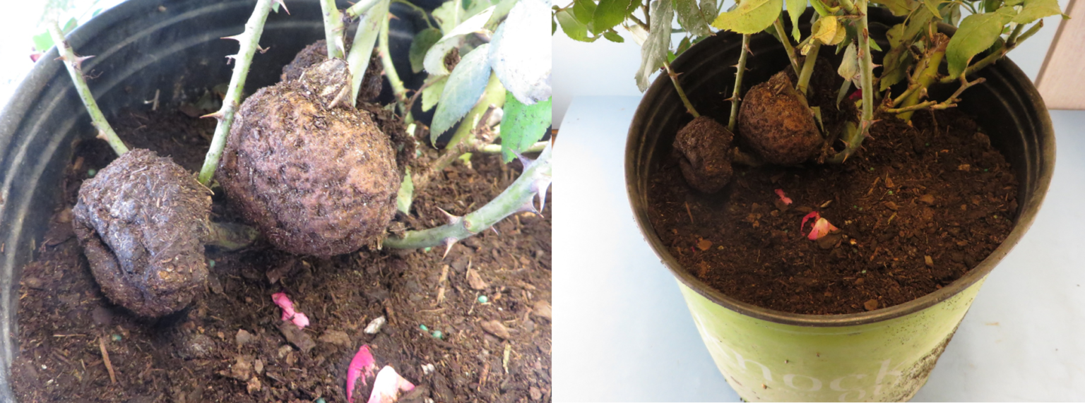 All of the Galls in the Landscape