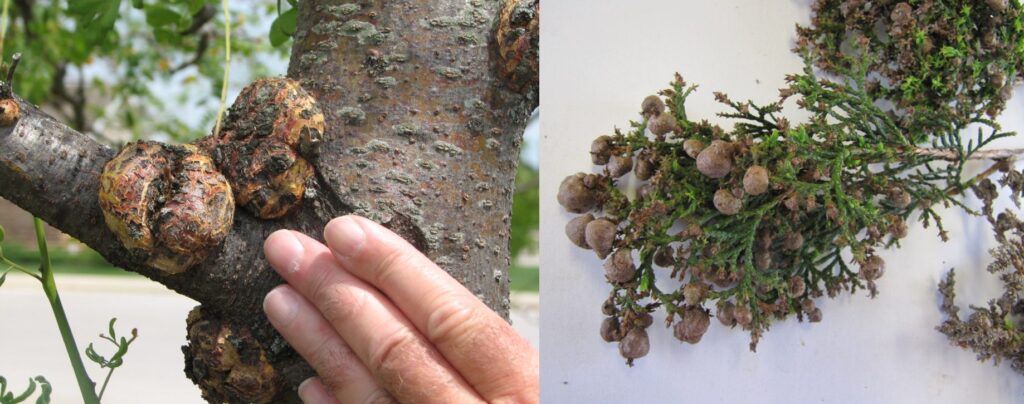 All of the Galls in the Landscape