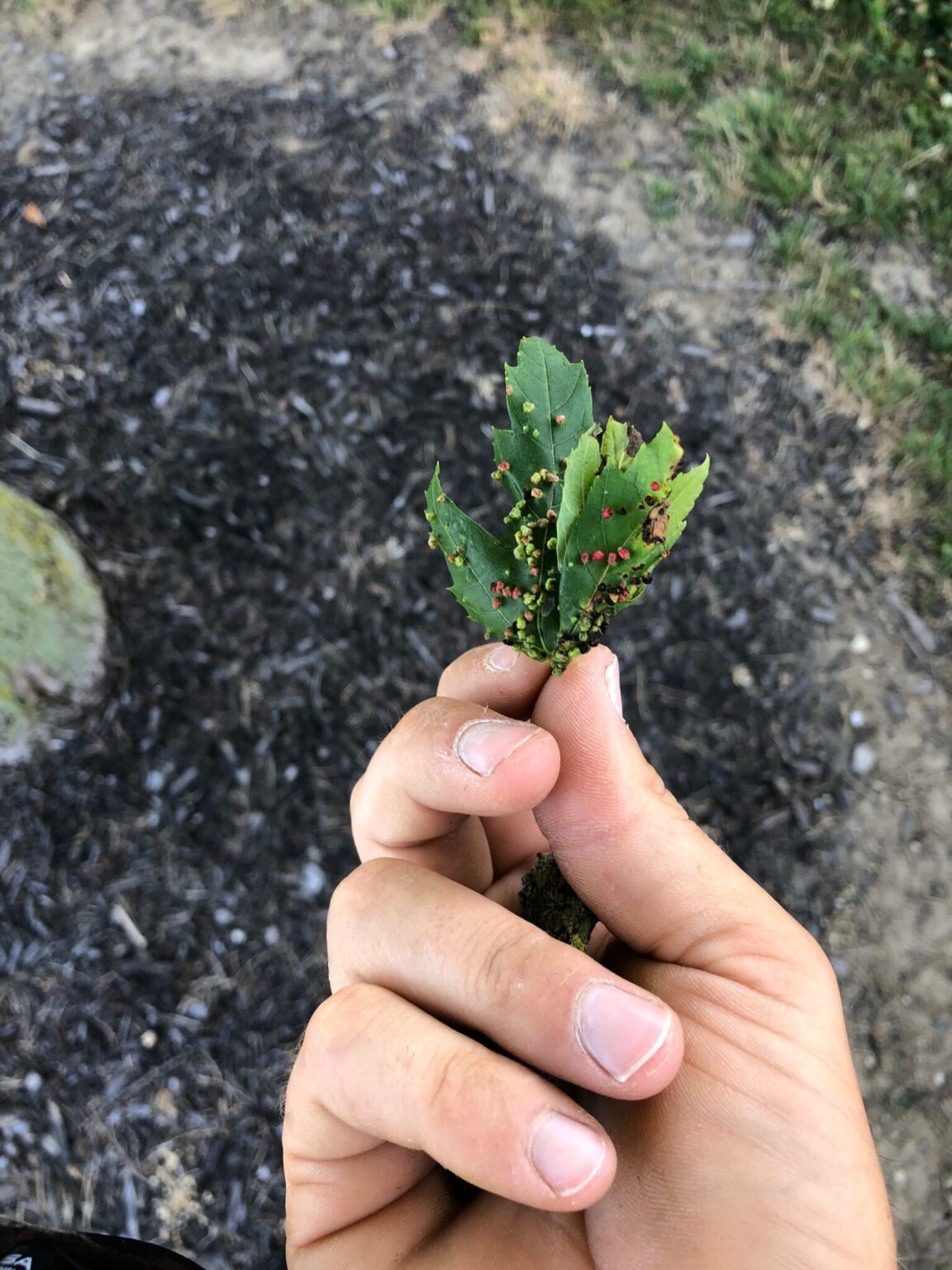 All of the Galls in the Landscape