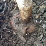 Stem Girdling Roots