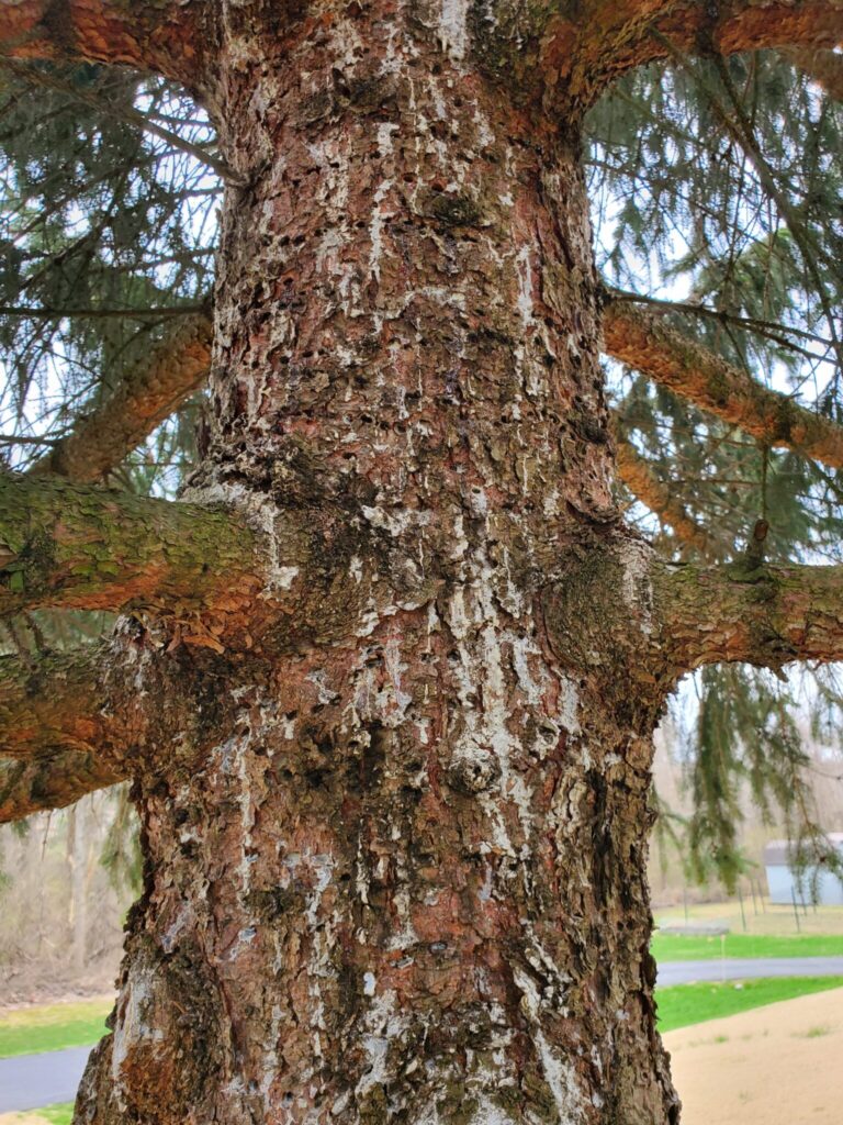 Rows and Rows of Holes