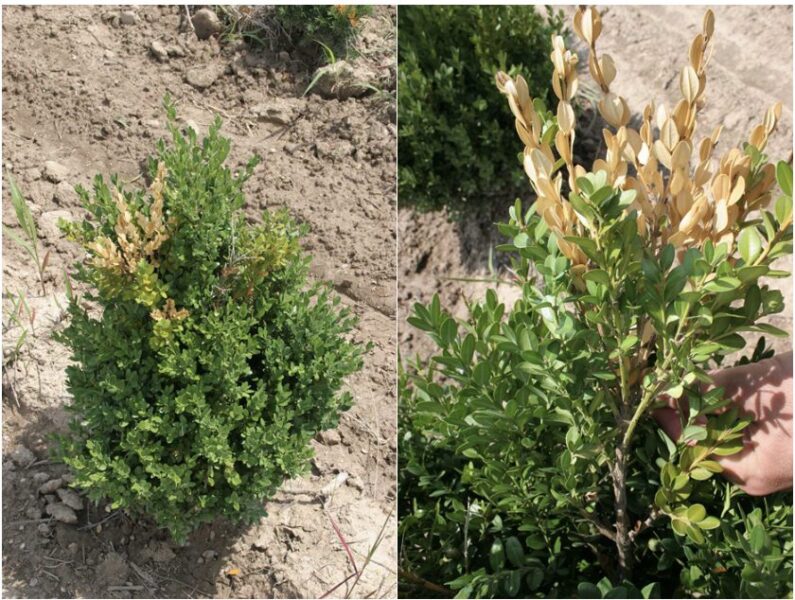 Volutella Blight and Dieback of Boxwood - Purdue Landscape Report