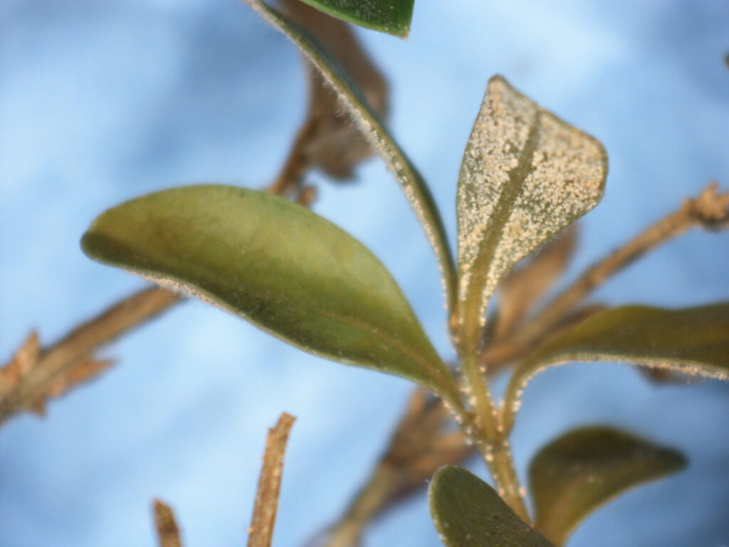 Volutella Blight and Dieback of Boxwood - Purdue Landscape Report
