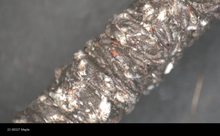 Getting a Grip on Japanese Maple Scale