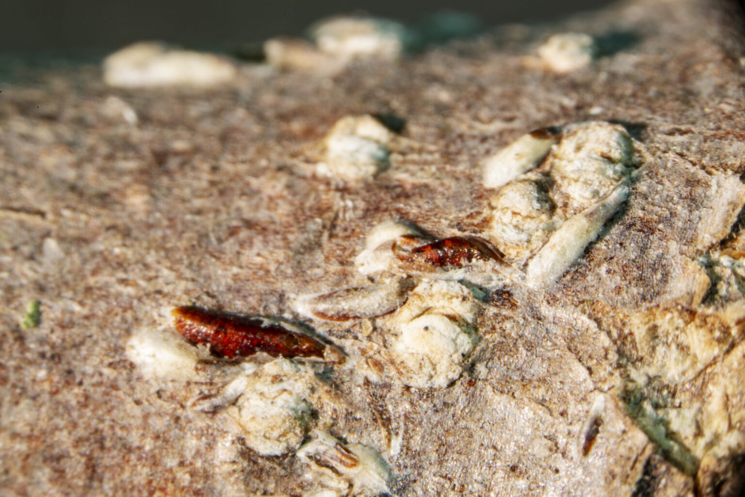 Getting a Grip on Japanese Maple Scale