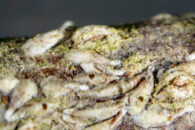 Getting a Grip on Japanese Maple Scale