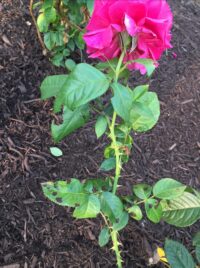 Reduce Defoliation From Rose Black Spot