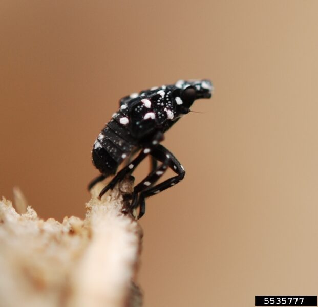 Update: Spotted lanternfly has hatched