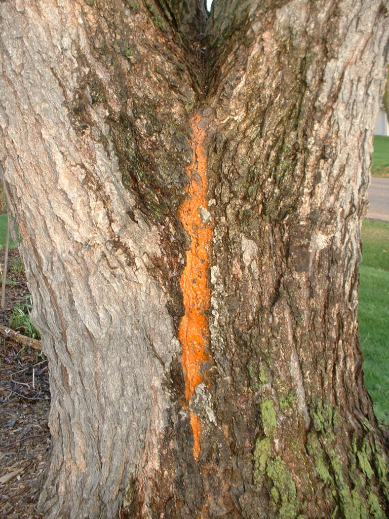 Orange Goo – Dramatic but Harmless.