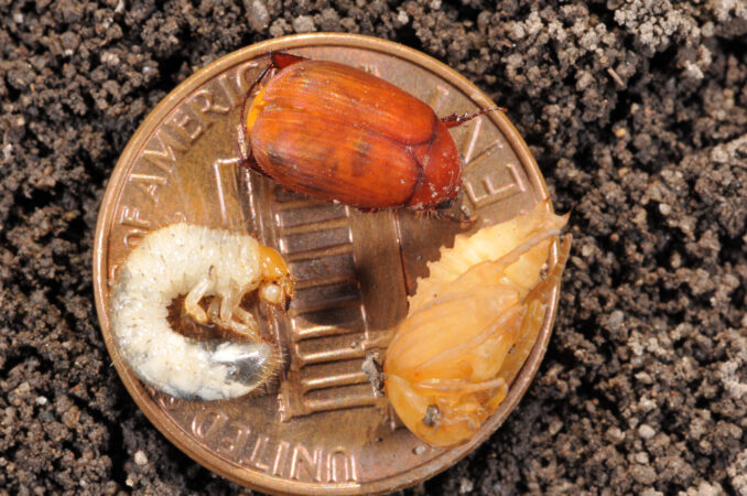 Asiatic Garden Beetle - Purdue Landscape Report