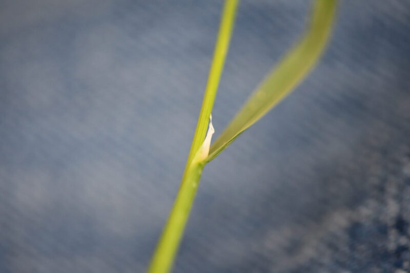 Several Clients Submitting Samples of Fowl Bluegrass (Poa palustris) to ...
