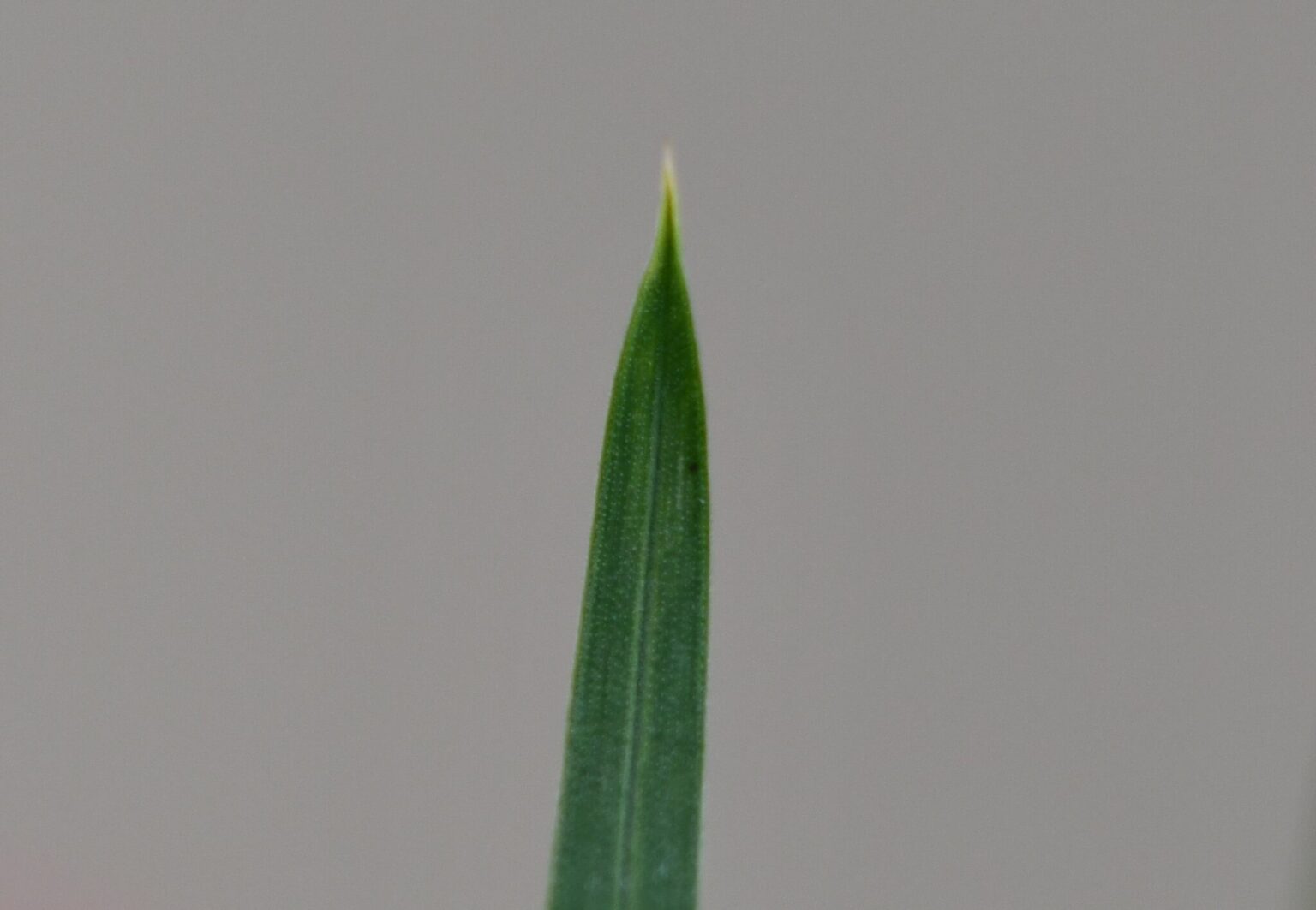 Several Clients Submitting Samples of Fowl Bluegrass (Poa palustris) to ...