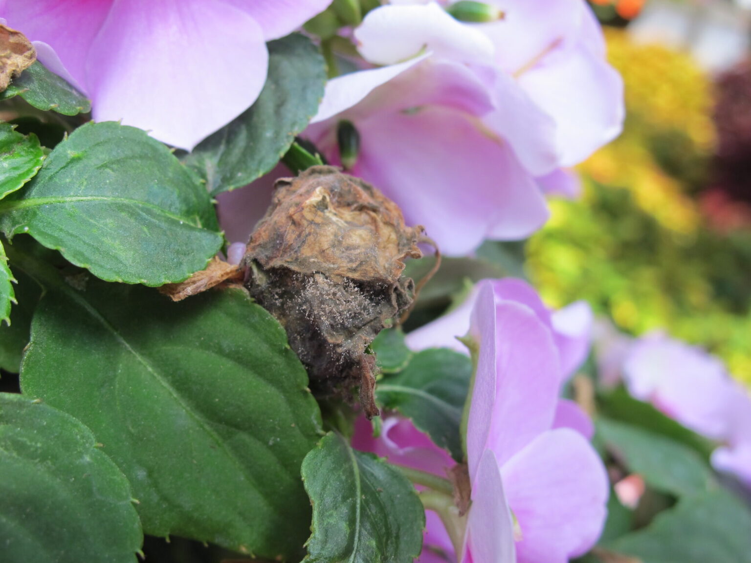 Botrytis Blight - Purdue Landscape Report