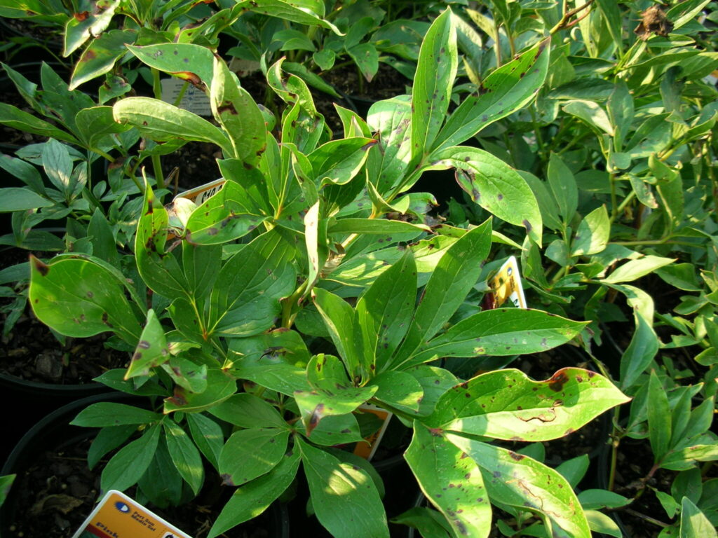 Botrytis Blight - Purdue Landscape Report