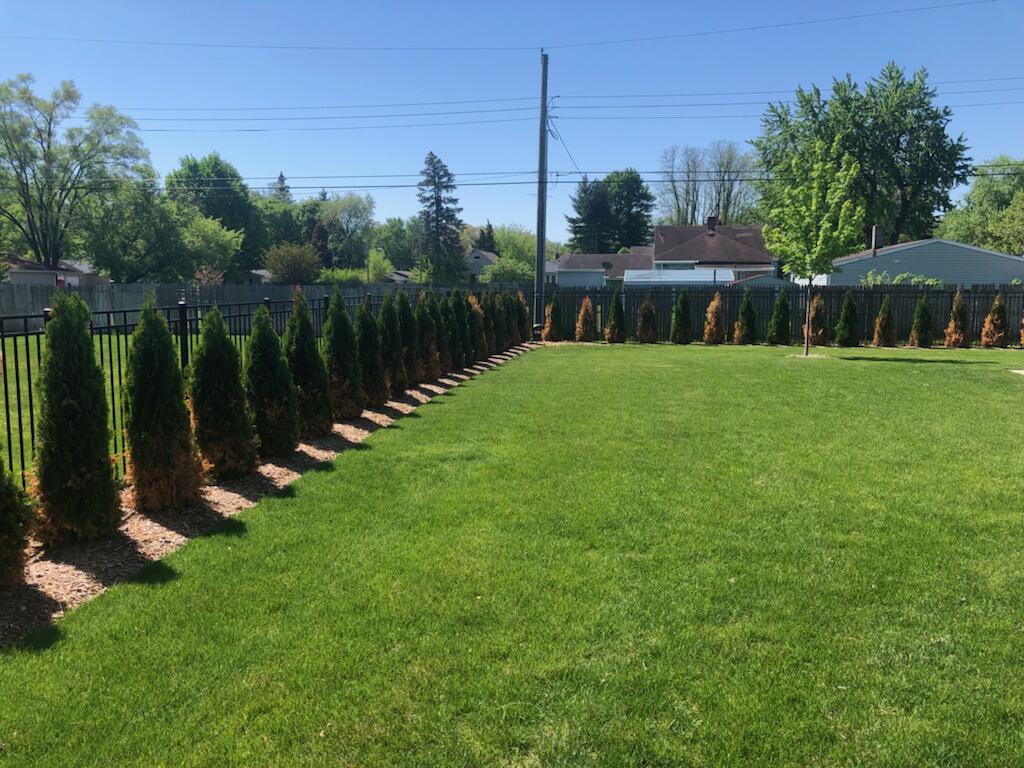 Stop Making These Arborvitae Mistakes! Common transplant problems of ...