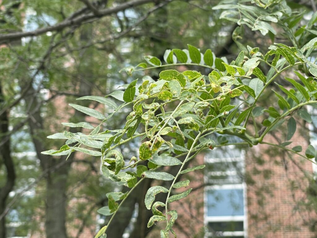 Keep Honeylocust Trees from Becoming a Pest Nightmare