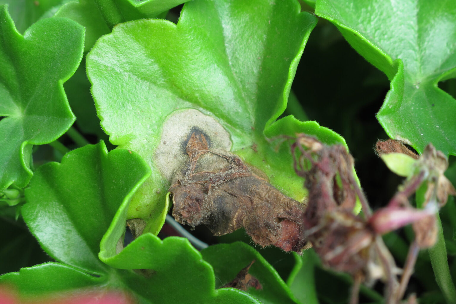 Botrytis Blight Purdue Landscape Report Botrytis Blight Purdue Landscape Report