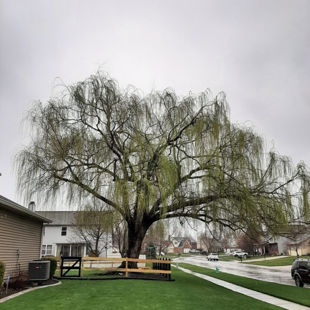 What is happening to the Weeping Willows? - Purdue Landscape Report