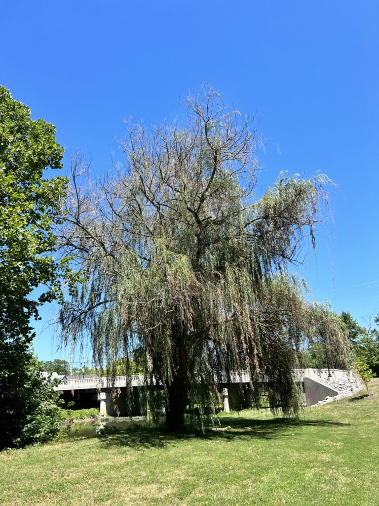 What is happening to the Weeping Willows? - Purdue Landscape Report