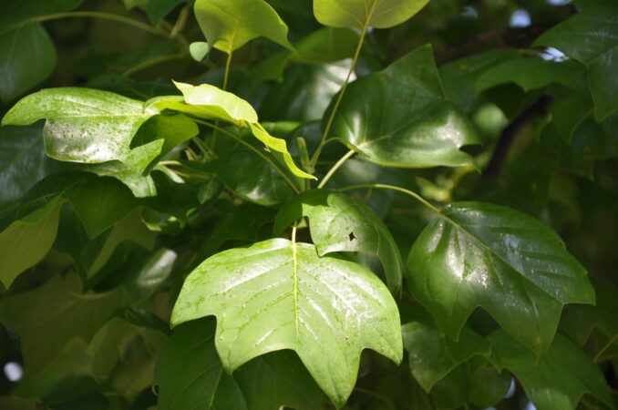 Beware the Honeydew List