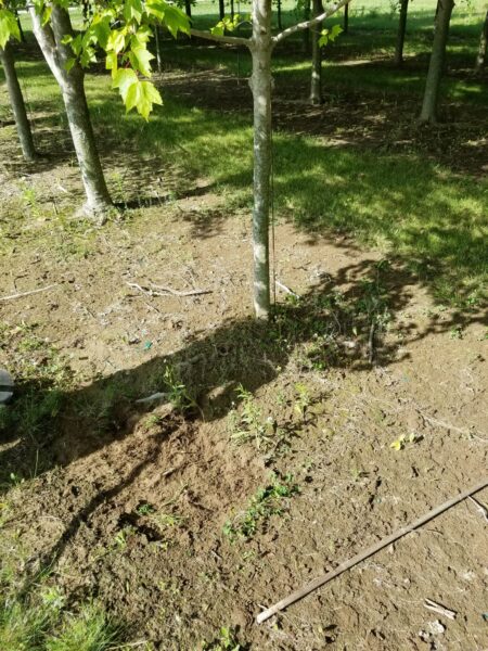 Using Pneumatic Digging Equipment to Correct Root Deformations, Deep ...