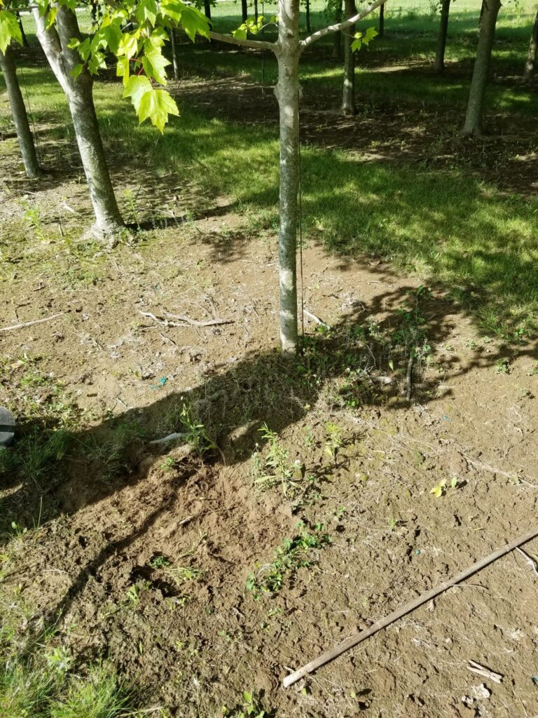 Using Pneumatic Digging Equipment to Correct Root Deformations, Deep ...