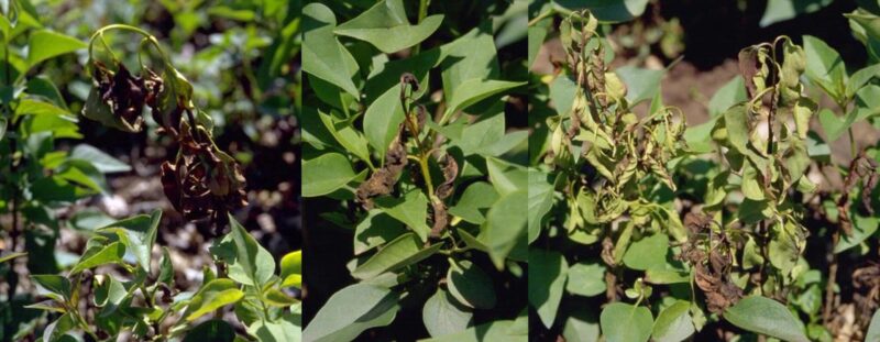 Lamentable Lilac Leaf diseases