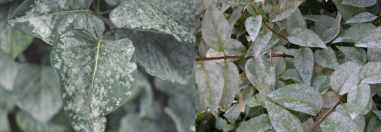 Lamentable Lilac Leaf diseases