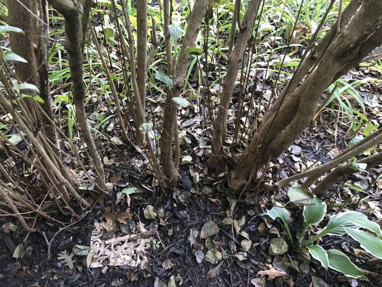 Lamentable Lilac Leaf diseases