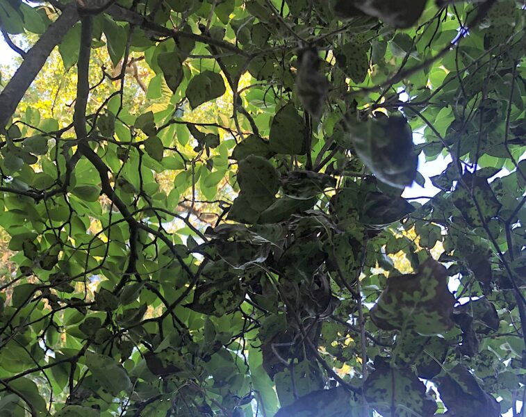 Lamentable Lilac Leaf diseases