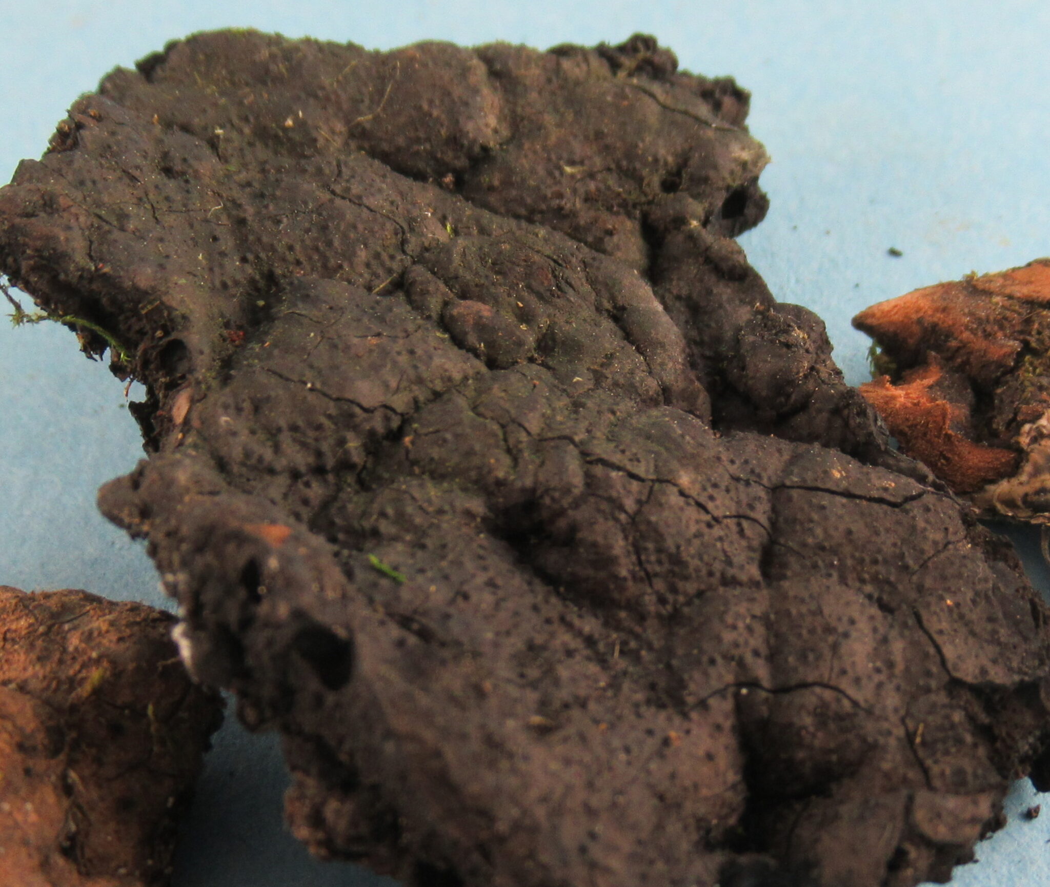 Kretzschmaria Basal Canker: Fast Path to Tree Failure - Purdue ...